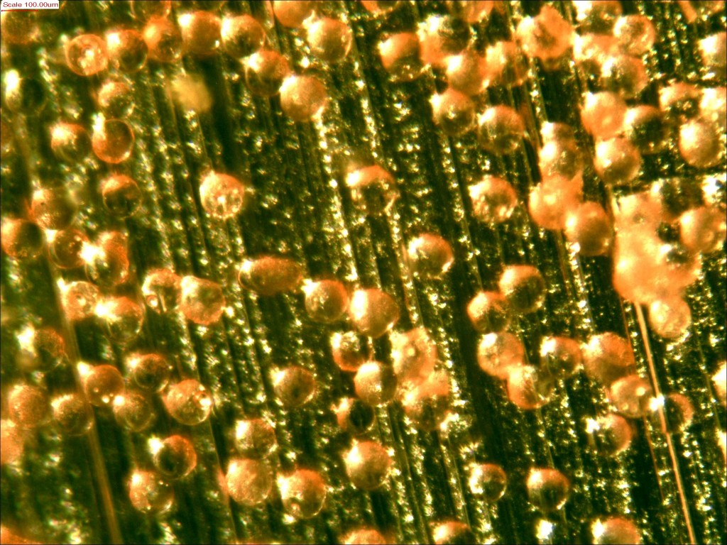 Custom Janus Particles, Microspheres, Microbeads - Bichromal Particles ...